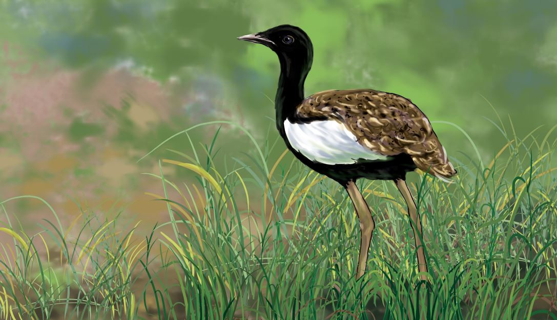 कोशी टप्पुको दुर्लभ गहना 'खरमुजुर'