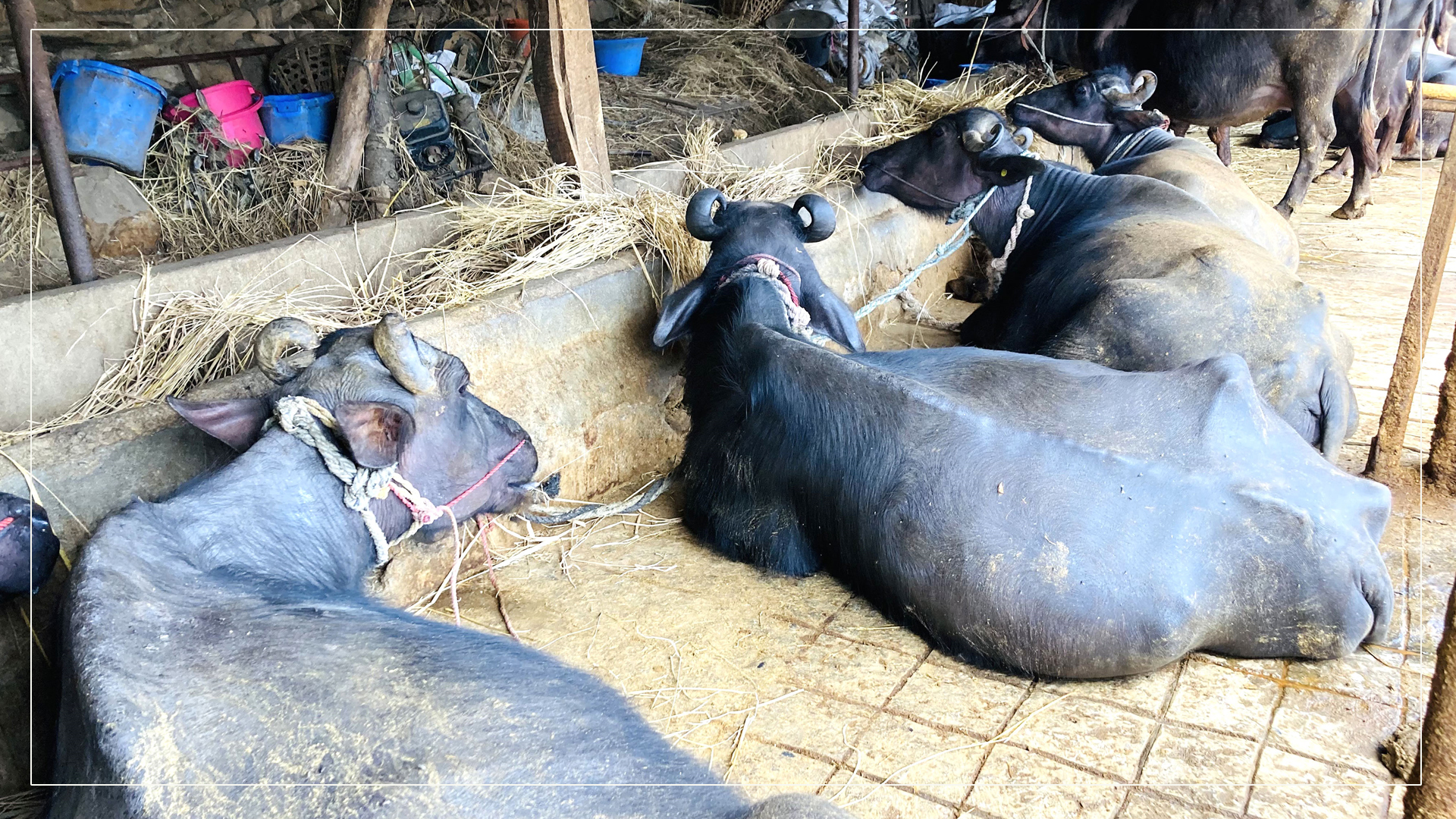 तीनवटा भैँसीले सुरु गरेको व्यवसाय १ करोडको भयो, अहिले दूध बेचरै बचत ...