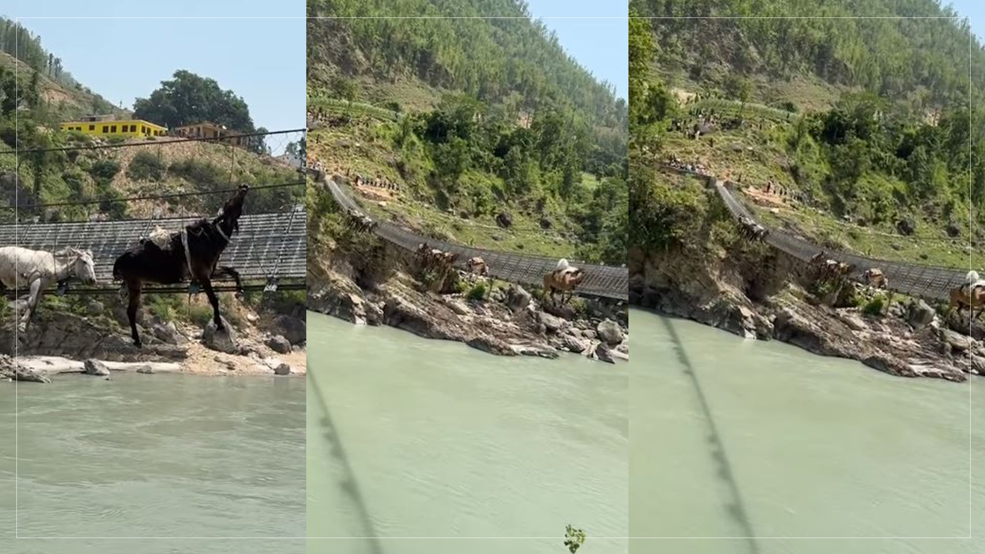 नदीमा खसालेर सातवटा खच्चडको उद्धार गरियो (भिडियो)